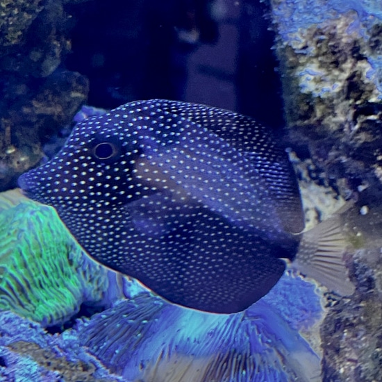 Gem Tang Tangs & Surgeonfish by Aquatropics Reptiles