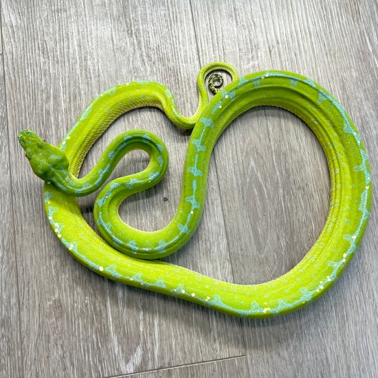 High Blue Sorong Female Green Tree Python by Aquatropics Reptiles