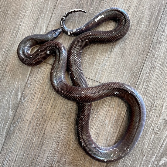 Mexican Burrowing Python More Python by Aquatropics Reptiles