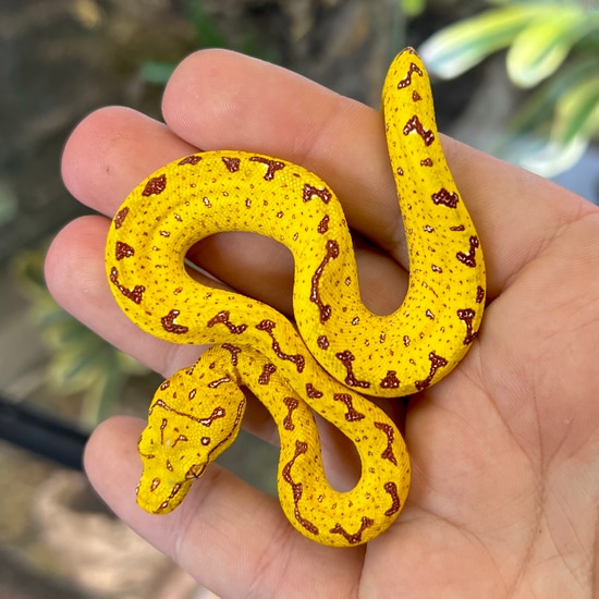 Biak Green Tree Python by Aquatropics Reptiles