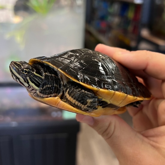 Female Florida Chicken Turtle More Turtle by Aquatropics Reptiles