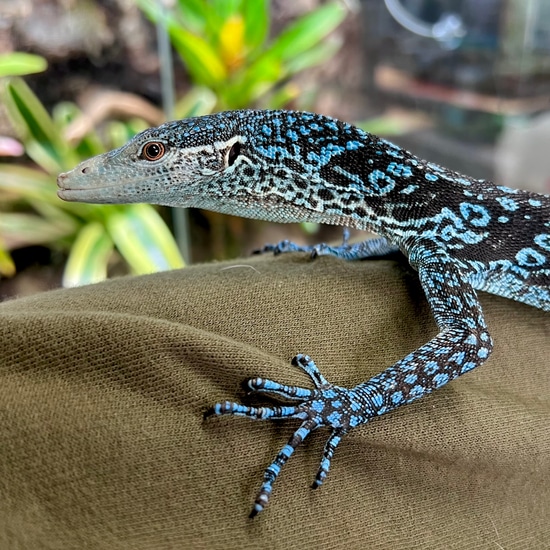 Possible Female Blue Tree Monitor by Aquatropics Reptiles