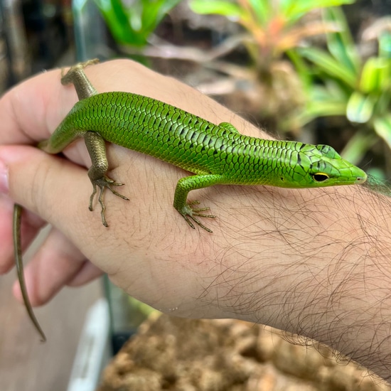 Emerald Tree Skink More Skink by Aquatropics Reptiles