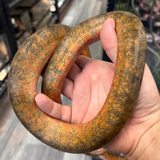 Funky Amazon Tree Boa by Aquatropics Reptiles