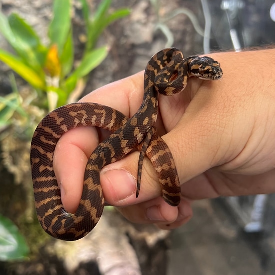 Papuan Carpet Python Irian Jaya Carpet Python by Aquatropics Reptiles