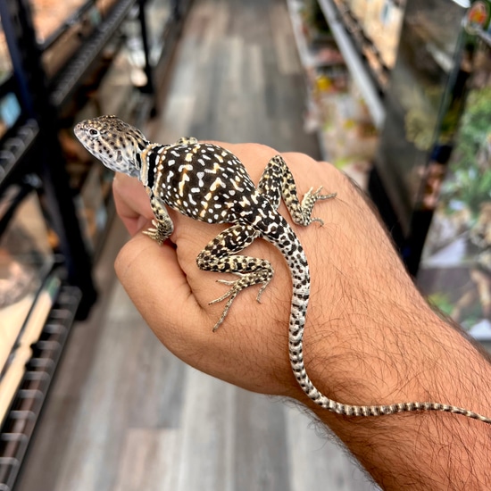 Northern New Mexico Eastern Collared Lizard by Aquatropics Reptiles