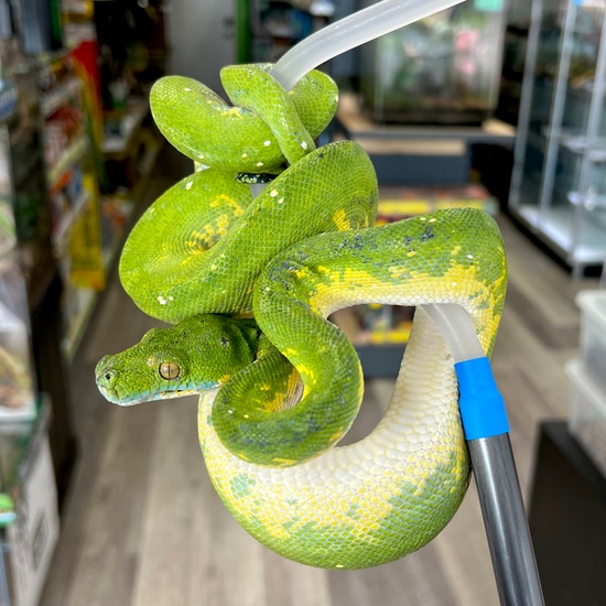 Male Biak Green Tree Python (Yellow Sides) by Aquatropics Reptiles