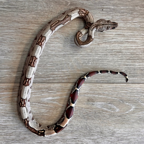 Aberrant Suriname Red Tail Boa True Red-Tailed Boa Constrictor by ...