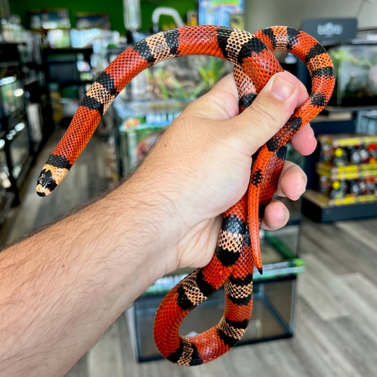 High Orange Honduran Milk Snake by Aquatropics Reptiles