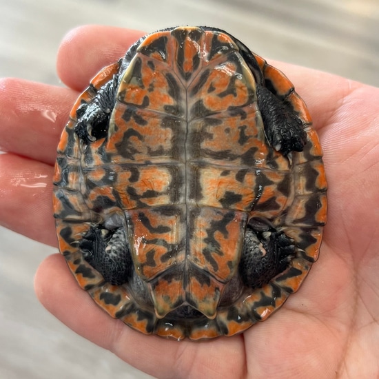 Geoffrey's Side Neck Turtle Side-Necked Turtle by Aquatropics Reptiles