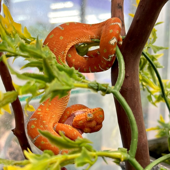 CB Northern Emerald Tree Boa by Aquatropics Reptiles