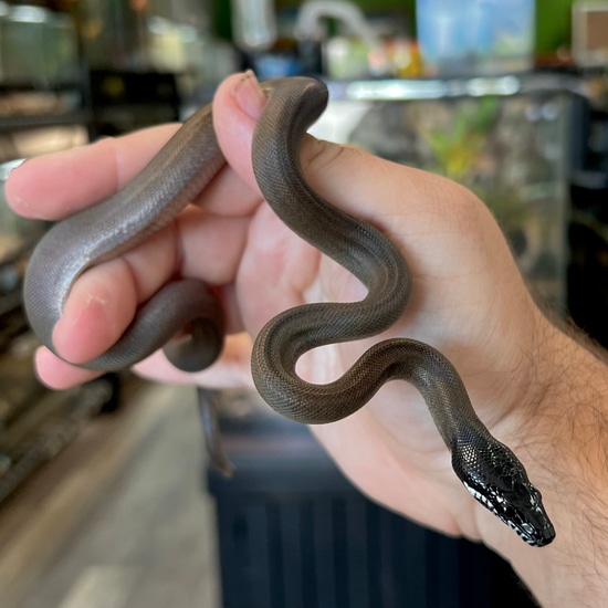 CH’24 Northern White Lipped Python White-Lipped Python by Aquatropics ...