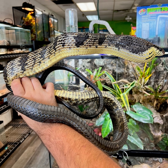 Amazon Puffing Snake More Colubrid by Aquatropics Reptiles