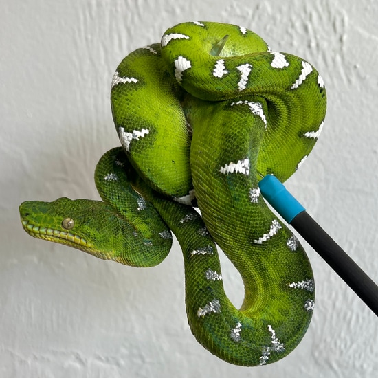 Juvenile Female Emerald Tree Boa Northern Emerald Tree Boa by ...