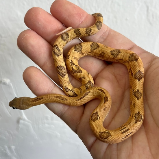 Blonde Trans-Pecos Ratsnake Het Axanthic Trans-Pecos Rat Snake by ...