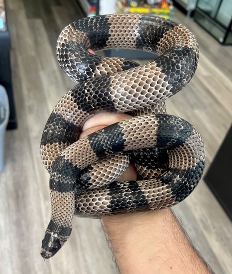 Nearly 6 Foot Anery Het Snow Honduran Honduran Milk Snake by ...