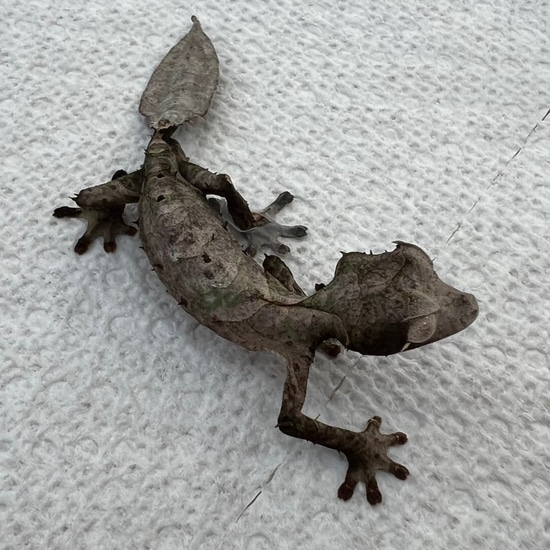 1.1 Satanic Leaftail Geckos $1600 SHIPPED Leaf-Tailed Gecko by ...