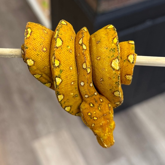 Biak Green Tree Python by Aquatropics Reptiles