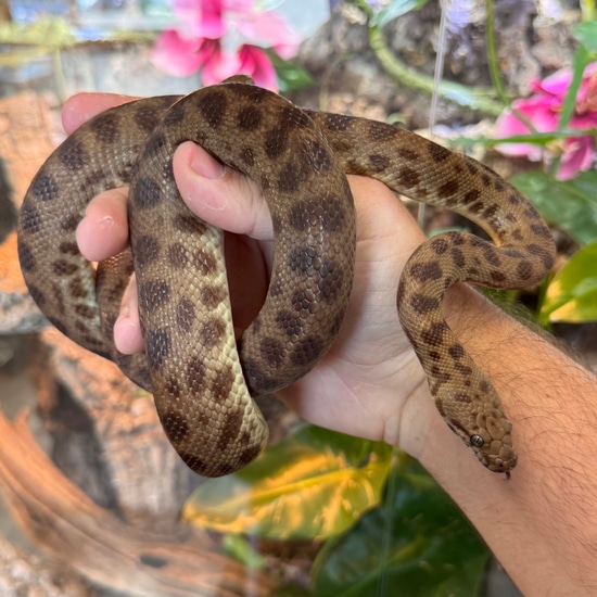 Proven Female Children’s Python Children's Python by Aquatropics Reptiles