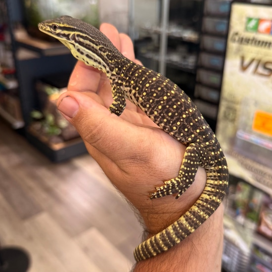 Argus Monitor Other Monitor by Aquatropics Reptiles