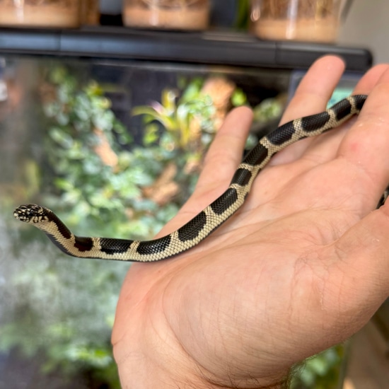 Chesapeake Chain Kingsnake Eastern Kingsnake by Aquatropics Reptiles
