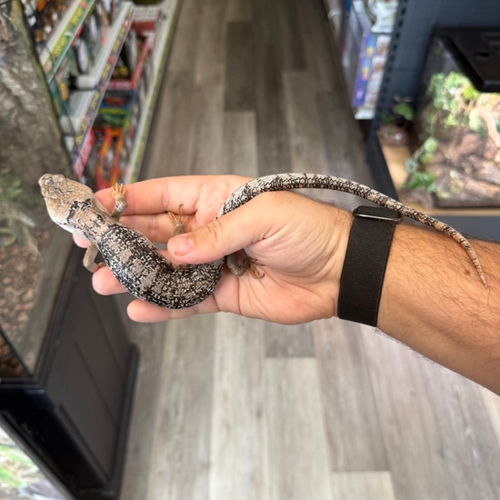 Adult Pink Tongue Skink Pink-Tongued Skink by Aquatropics Reptiles