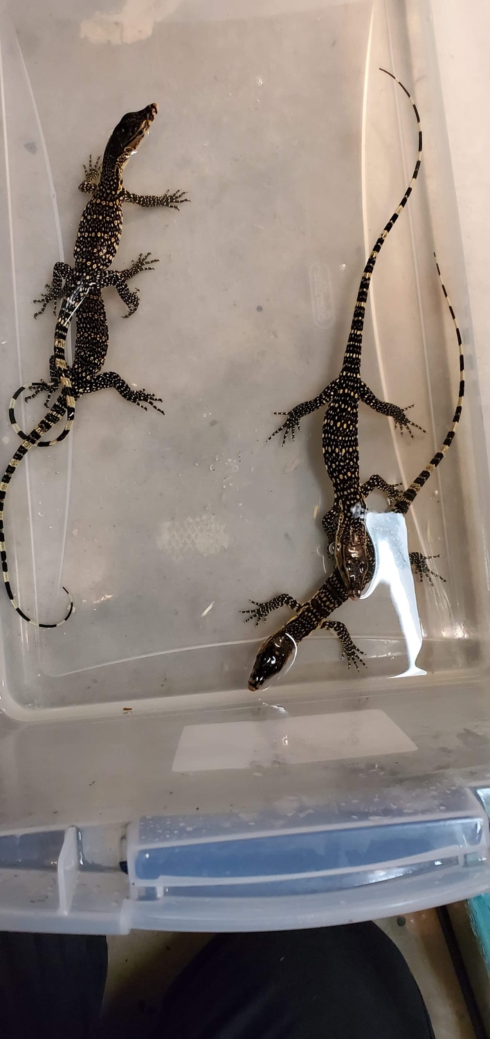 Sumatran Water Monitor by Incredible reptiles - MorphMarket