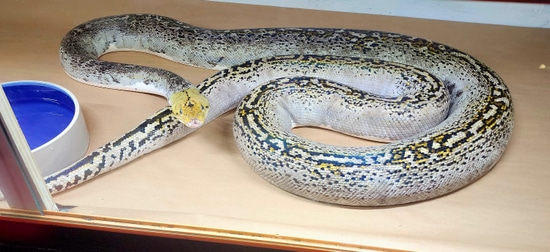 Pied Tiger Het Albino Reticulated Python by Incredible reptiles