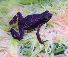 Captive Bred Purple Toads Other Dart Frog by Indicator Species ...