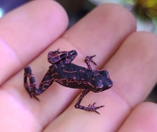 Captive Bred Purple Toads Other Frog by Indicator Species - MorphMarket
