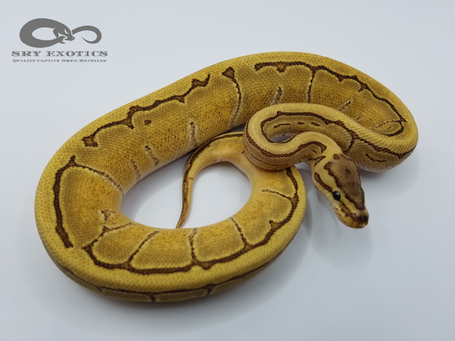 Enchi Pinstripe Lucifer Poss Bald Ball Python by SRY Exotics - MorphMarket