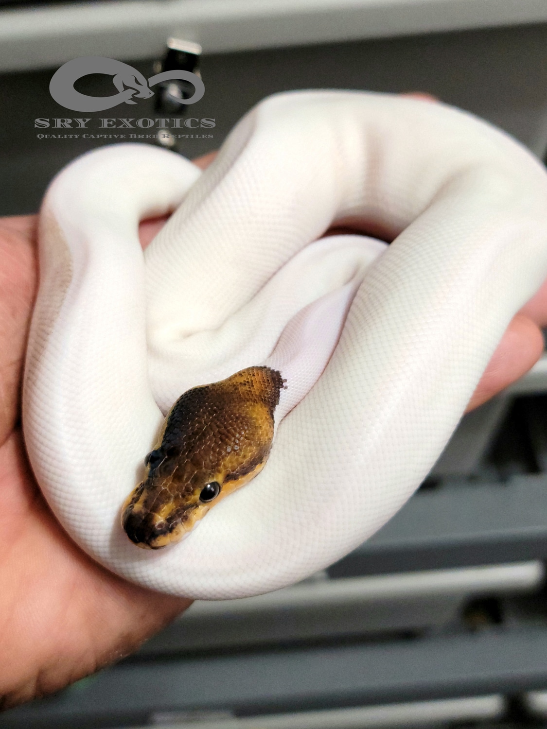 Black Pastel Pied Ball Python by SRY Exotics - MorphMarket