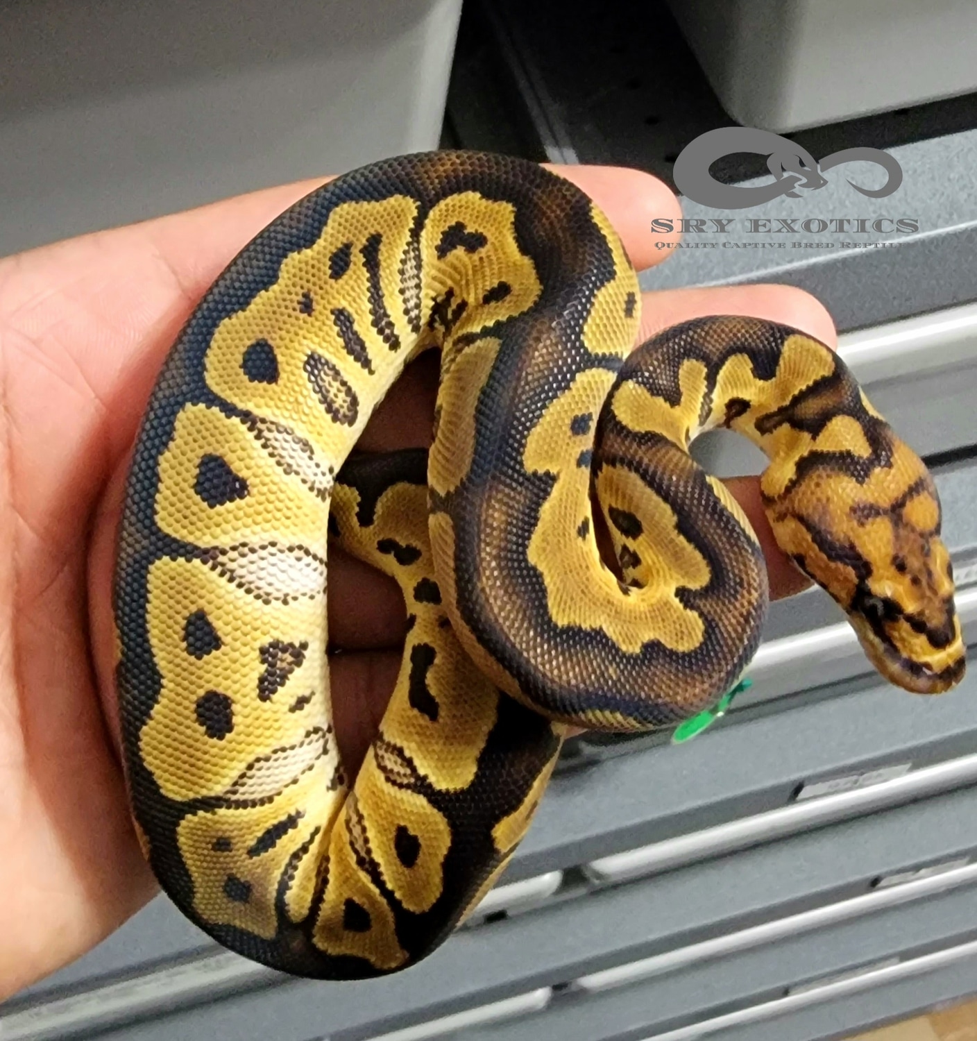 Clown Het Hypo Ball Python by SRY Exotics - MorphMarket