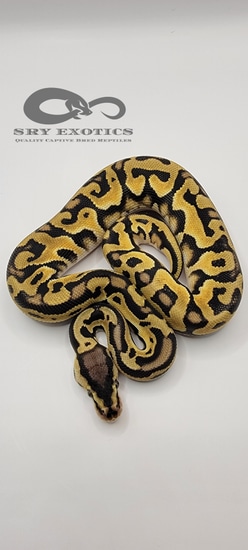 Pastel Weirdo (Poss Od) Puzzle Ball Python by SRY Exotics