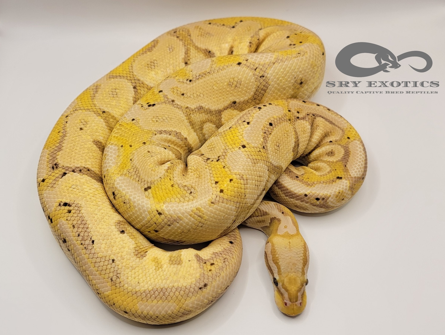 Coral Glow Pastel Het Pied Ball Python by SRY Exotics - MorphMarket