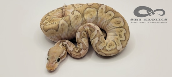 Bamboo Pastel Hypo Poss Enchi Ball Python by SRY Exotics