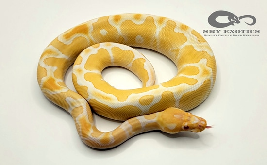Albino Clown Ball Python by SRY Exotics