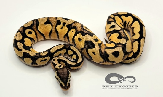 Hi Intensity OD Pastel Weirdo 66% Het Puzzle Ball Python by SRY Exotics