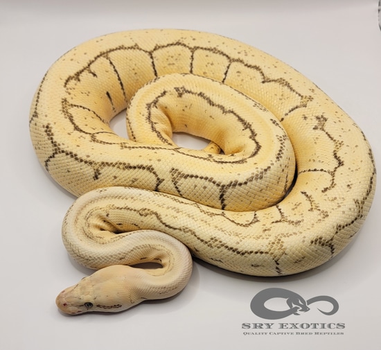 Enchi Lucifer Pinstripe Pastel Poss Fader Bald OD YB Plus Ball Python ...