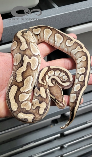 Lesser DH Desert Ghost Clown Ball Python by SRY Exotics
