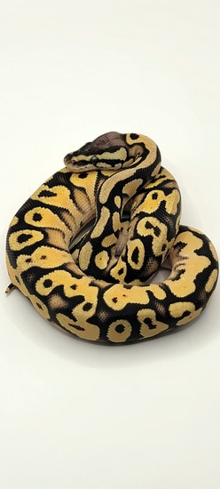 Orange Dream Pastel Yellowbelly Weirdo Het Puzzle Ball Python by SRY ...