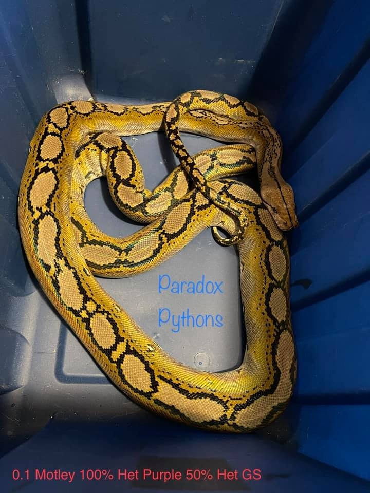 Motley 100% Het Purple 50% Het Genetic Stripe - 7ft-8ft Range ...