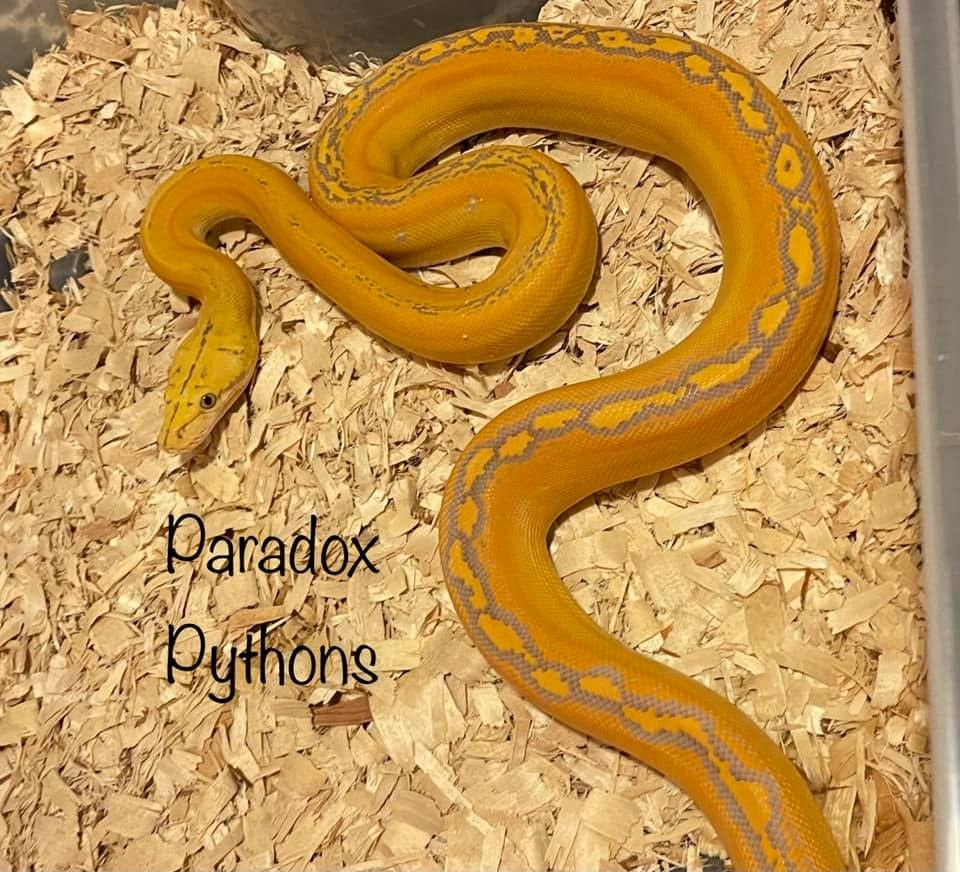 Purple Albino Goldenchild Het Pied Reticulated Python by Paradox ...