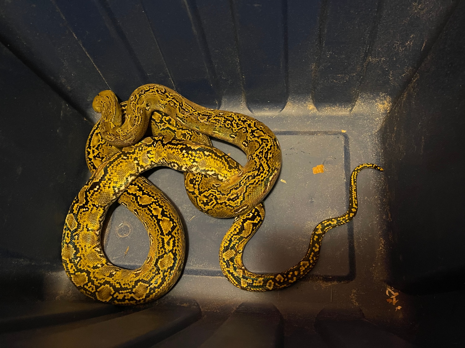 Marble 100% Het Indo Caramel - 6ft-7ft Range Reticulated Python by ...