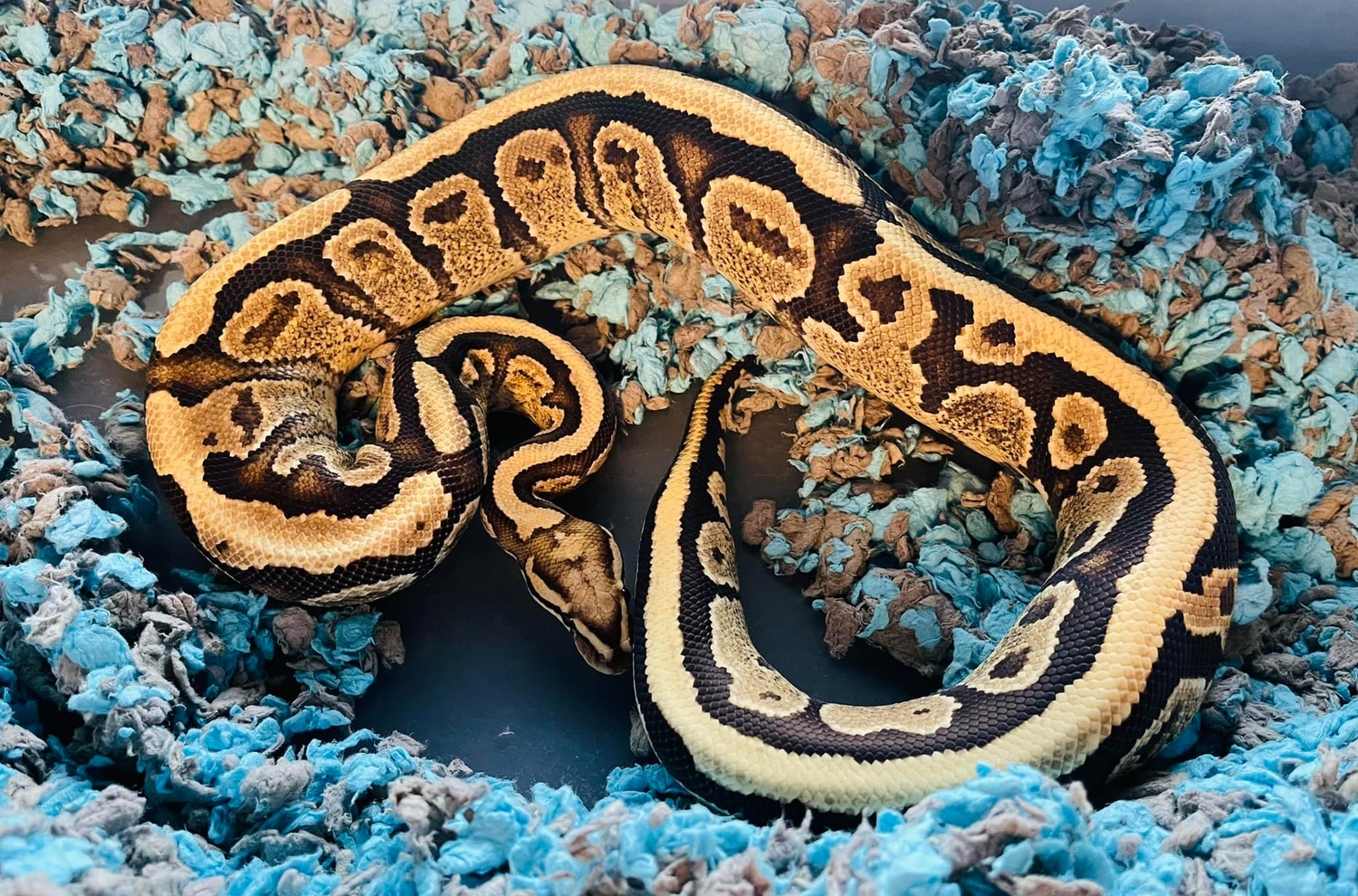 Sub-Adult - Vanilla (Possible Vanilla Scream +) Ball Python by Paradox ...