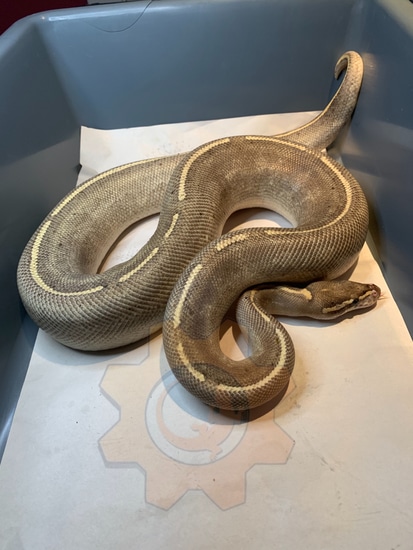 Mojave Freeway Ball Python by Industrial Reptiles Inc.