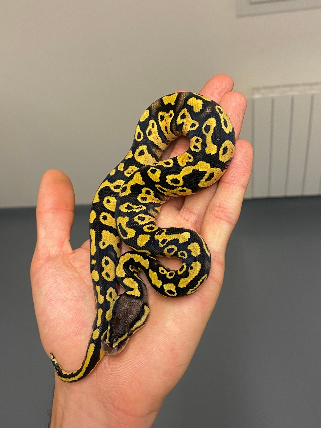 Hurricane Pastel Het Desert Ghost Ball Python by MySnake_FR - MorphMarket