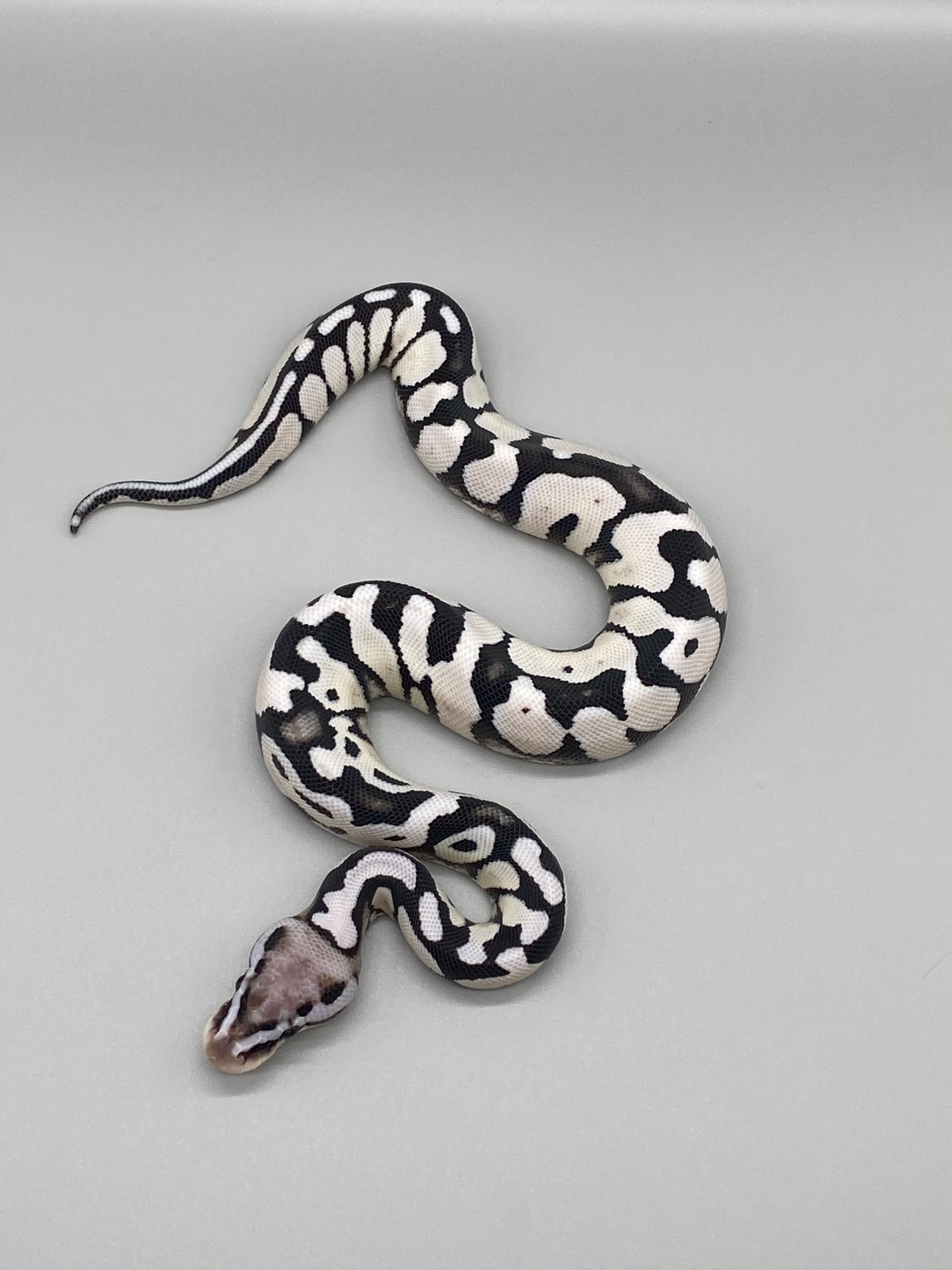 Pastel Desert Ghost Axanthic TSK 66% Het Piebald Ball Python by MySnake ...