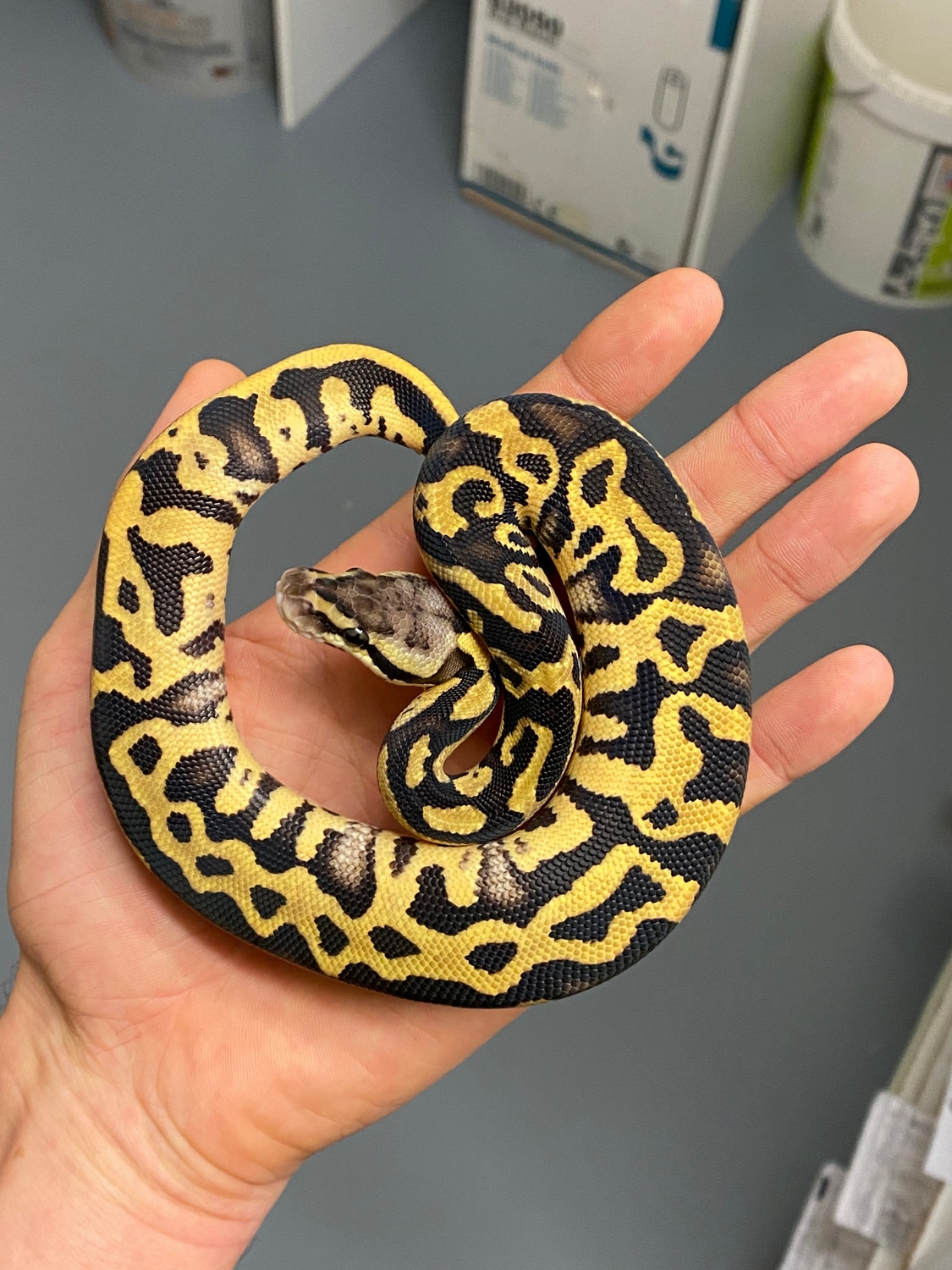 Hurricane Léopard Pastel Fire/Vanilla Het Desert Ghost Ball Python by ...
