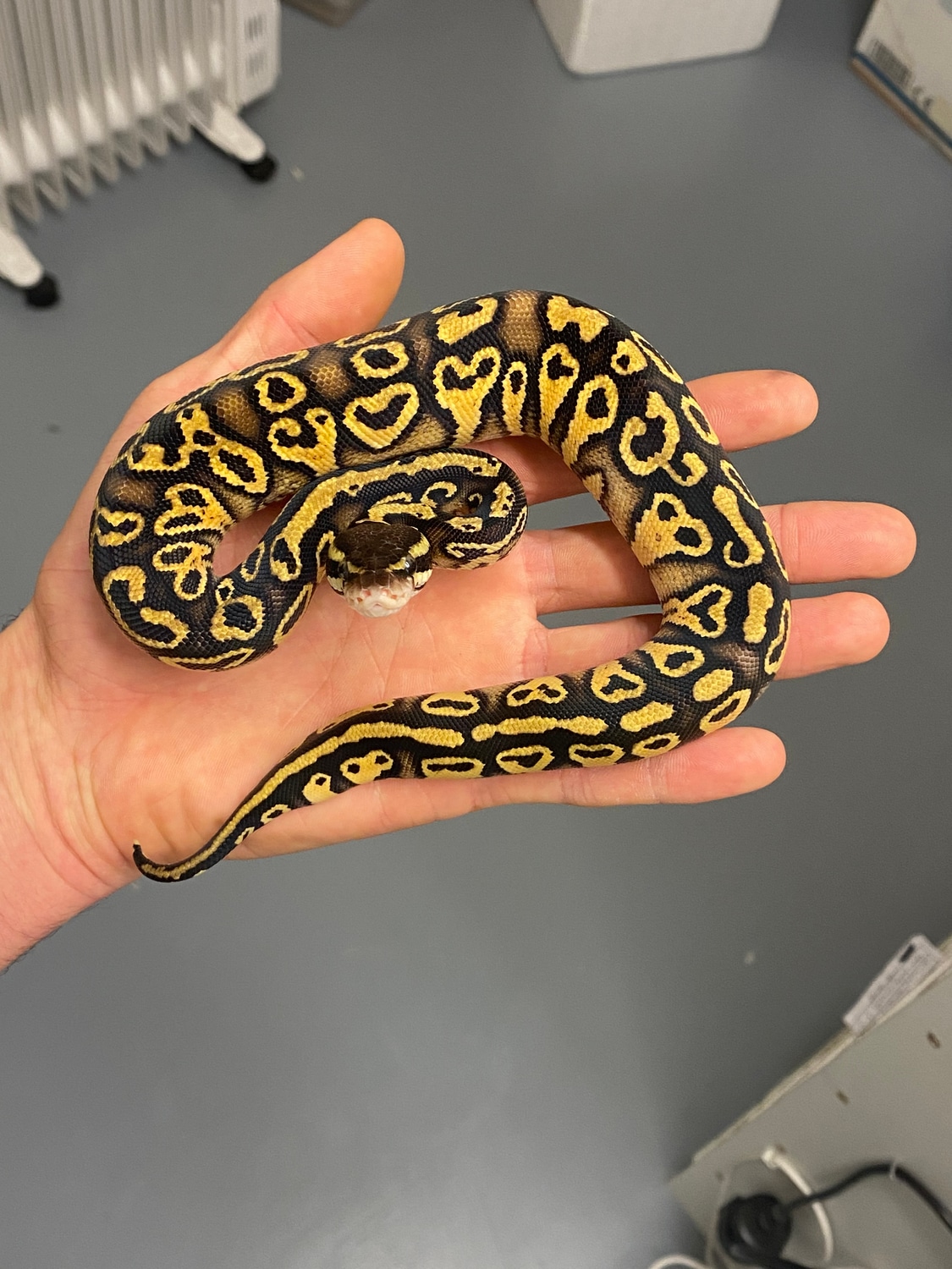Hurricane Pastel Yellow Belly Het Desert Ghost Ball Python by MySnake ...